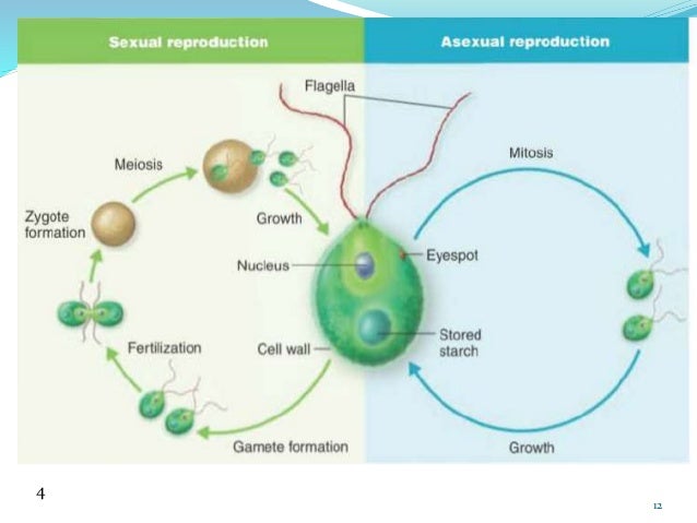 B.sc. (micro) i em unit 3.2 algae