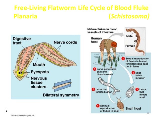 B.sc. (micro) i em unit 3.4 protozoa