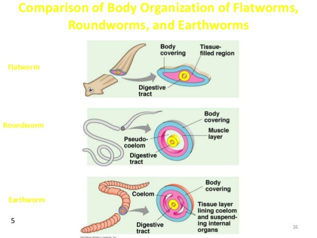 B.sc. (micro) i em unit 3.4 protozoa