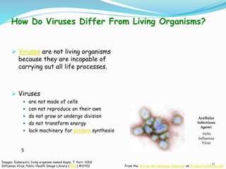 B.sc.(micro) i em unit 3.5 viruses | PPTX