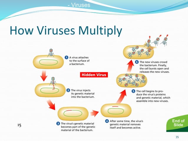 B.sc.(micro) i em unit 3.5 viruses | PPT