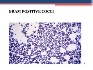B.sc. (micro) i em unit 4.1 staining techniques | PPT