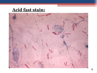 B.sc. (micro) i em unit 4.1 staining techniques | PPT