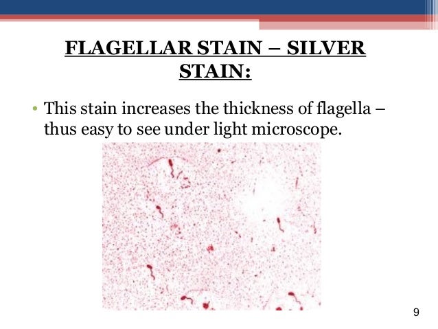 Flagella Stain Procedure