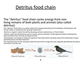 B.tech. i es unit 2 environment ecology and ecosystem | PPT