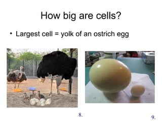 B.tech biotech i bls u 2.1 the cell theory | PPT