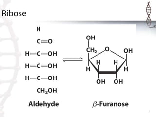 Beta Furanose Dna