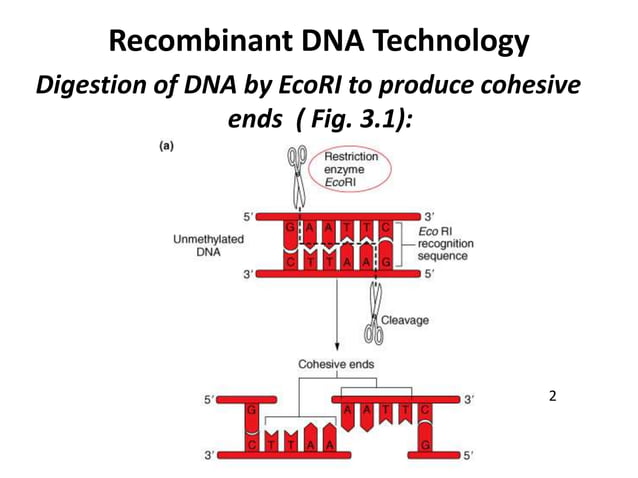 B.Tech Biotechnology II Elements of Biotechnology Unit 3 RDT & PCR | PPT
