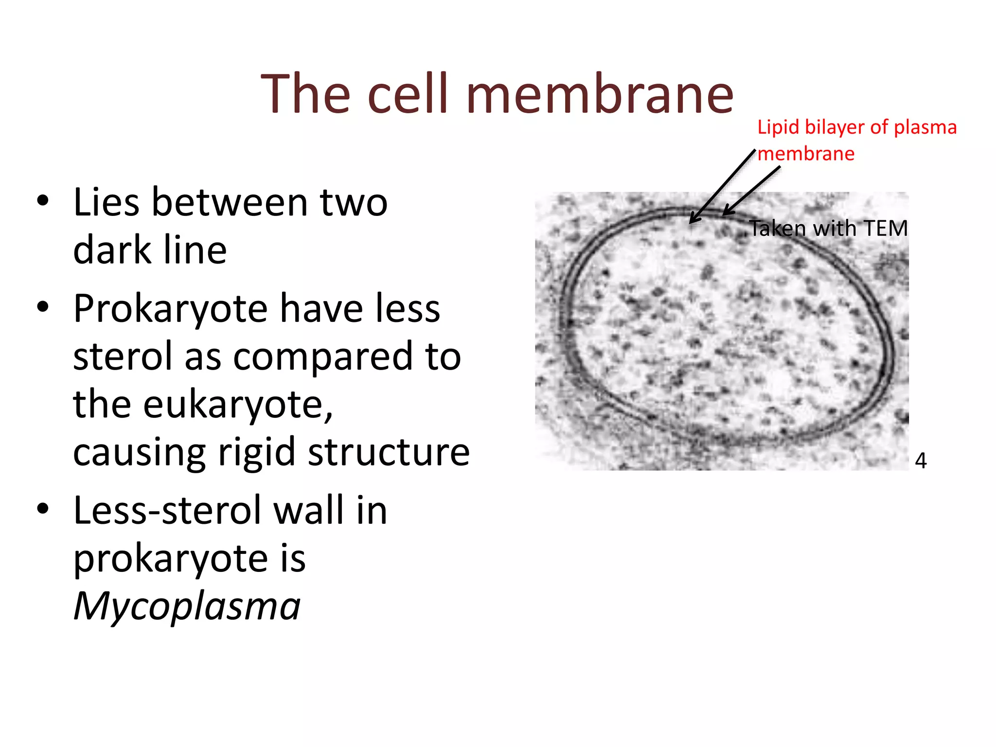 B.Sc. Microbiology II Bacteriology Unit II Morphology of Bacterial Cell ...