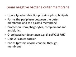 B.Sc. Microbiology II Bacteriology Unit II Morphology of Bacterial Cell ...