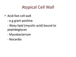 B.Sc. Microbiology II Bacteriology Unit II Morphology of Bacterial Cell ...