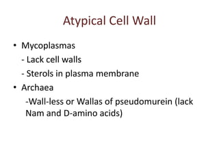 B.Sc. Microbiology II Bacteriology Unit II Morphology of Bacterial Cell ...