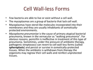 B.Sc. Microbiology II Bacteriology Unit II Morphology of Bacterial Cell ...