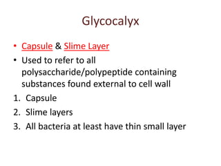 B.Sc. Microbiology II Bacteriology Unit II Morphology of Bacterial Cell ...