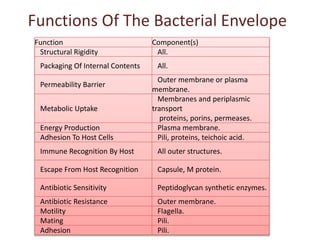 B.Sc. Microbiology II Bacteriology Unit II Morphology of Bacterial Cell ...