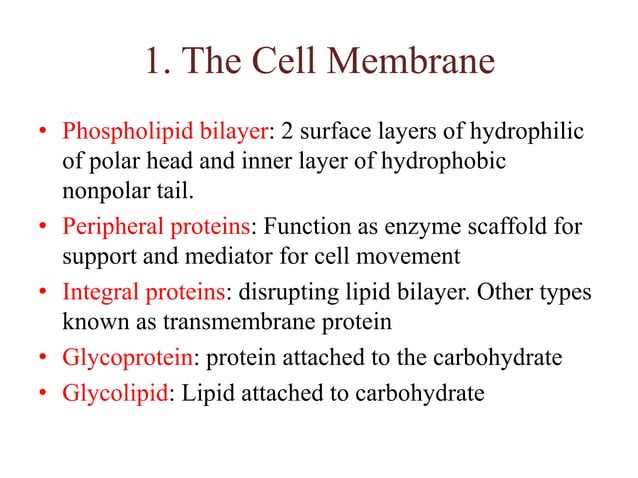B.Sc. Microbiology II Bacteriology Unit II Morphology of Bacterial Cell ...