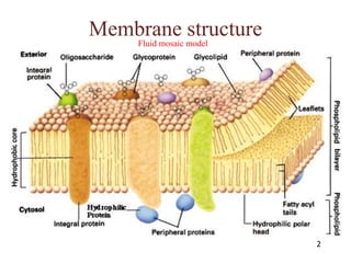 B.Sc. Microbiology II Bacteriology Unit II Morphology of Bacterial Cell ...