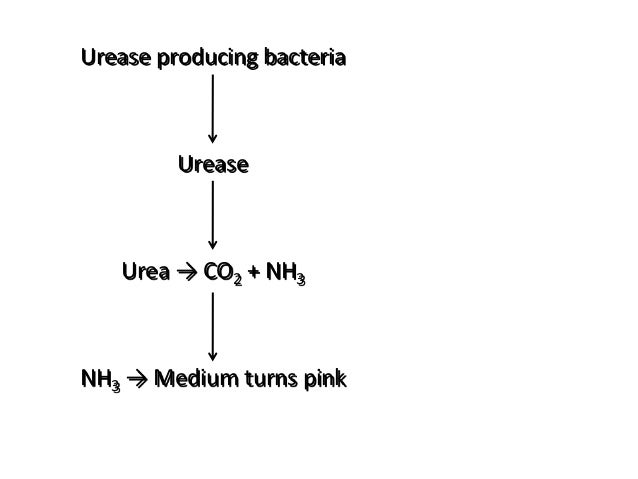B.sc. Microbiology Bacteriology Unit 4.2 Culture Media