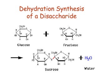 B.Sc. Biochem II Biomolecules I U 1 Carbohydrate | PPT