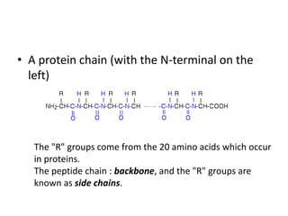 B.Sc. Biochem II Biomolecule I U 3.1 Structure of Proteins | PPT