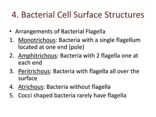 B.sc. microbiology II Bacteriology Unit II Morphology of Bacterial Cell ...