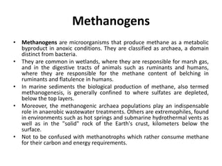 B.Sc. Microbiology II Bacteriology Unit III Microbial Diversity | PPTX