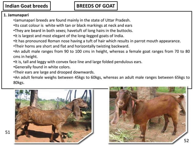 B.Sc. Agri II LPM U 1 Introduction To Livestock Production | PPTX ...