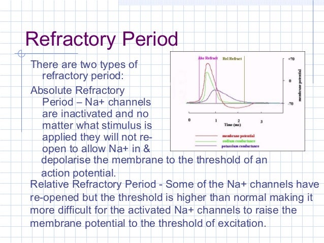 Refractory Period Physiology