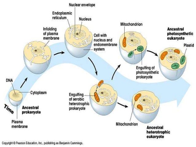 B.Sc. Biochemistry II Cellular Biochemistry Unit 1 Basics of Cell