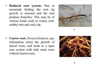 B.Sc. Agri II IN U-3 Symptoms caused by Nematode | PPTX