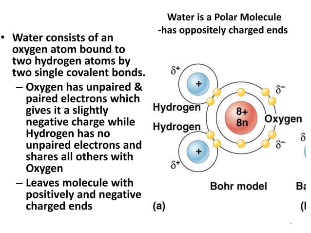 B.Sc. Biochem II BPI Unit 1 Water, pH and Buffer | PPTX