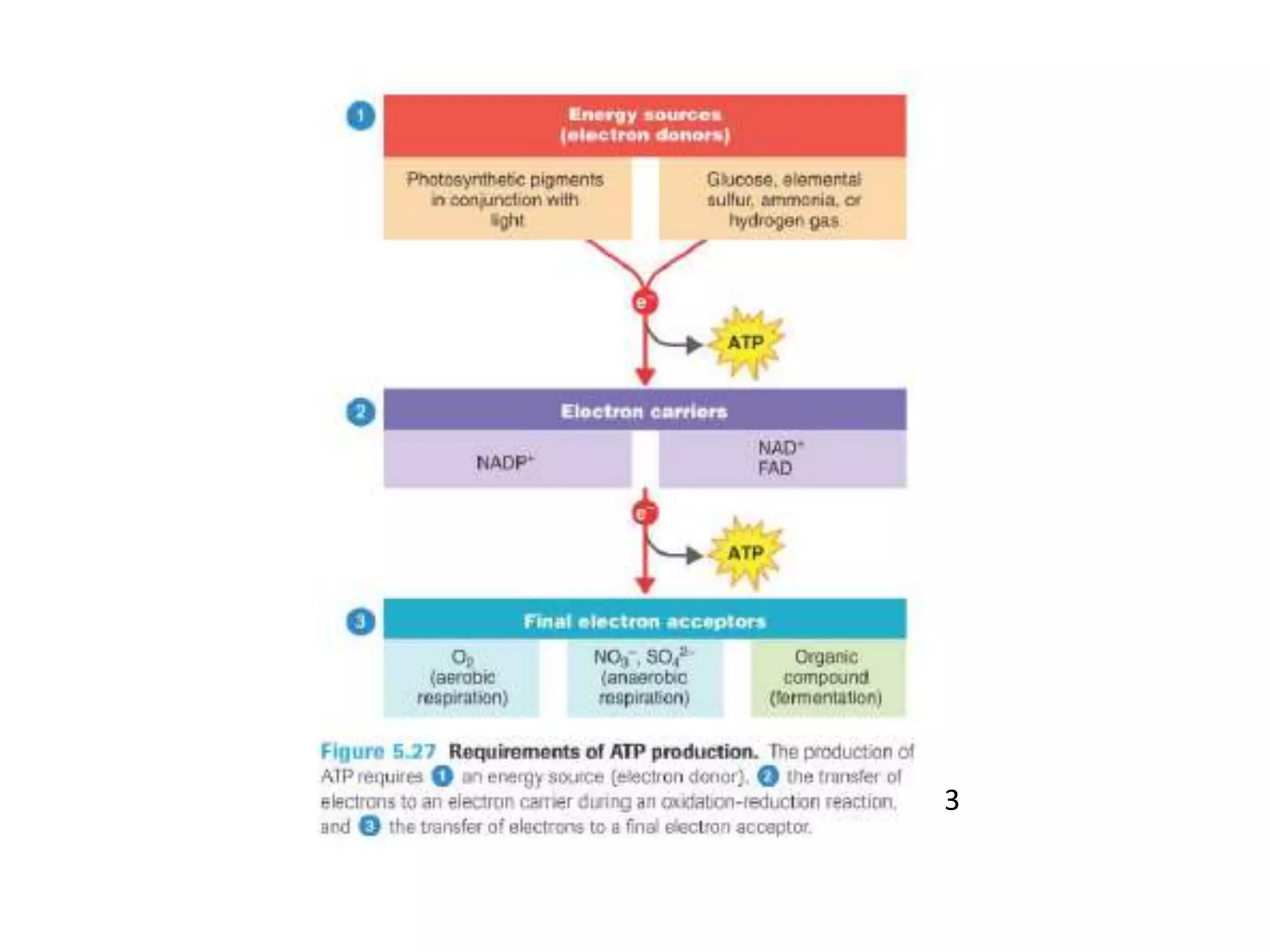 B.Sc Micro II Microbial physiology Unit 1 Bacterial Photosynthesis | PPTX