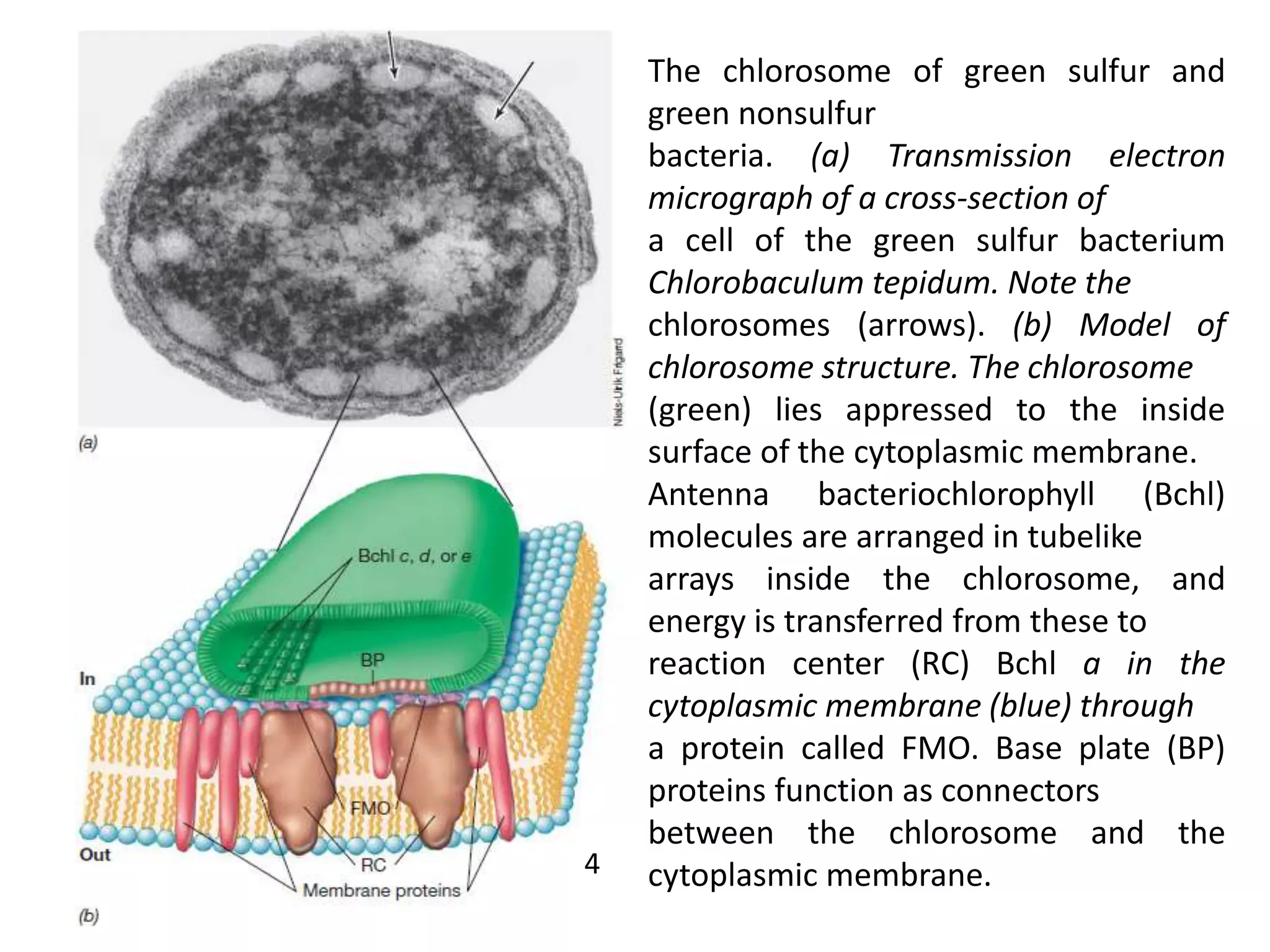 B.Sc Micro II Microbial physiology Unit 1 Bacterial Photosynthesis | PPTX