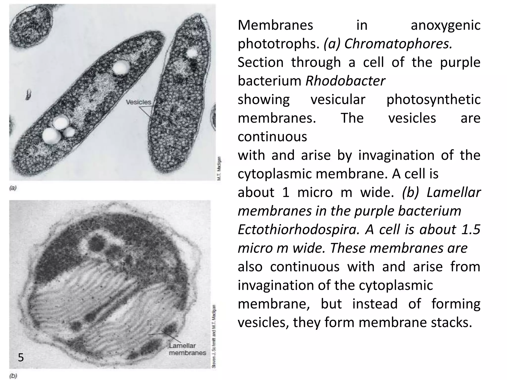B.Sc Micro II Microbial physiology Unit 1 Bacterial Photosynthesis | PPTX