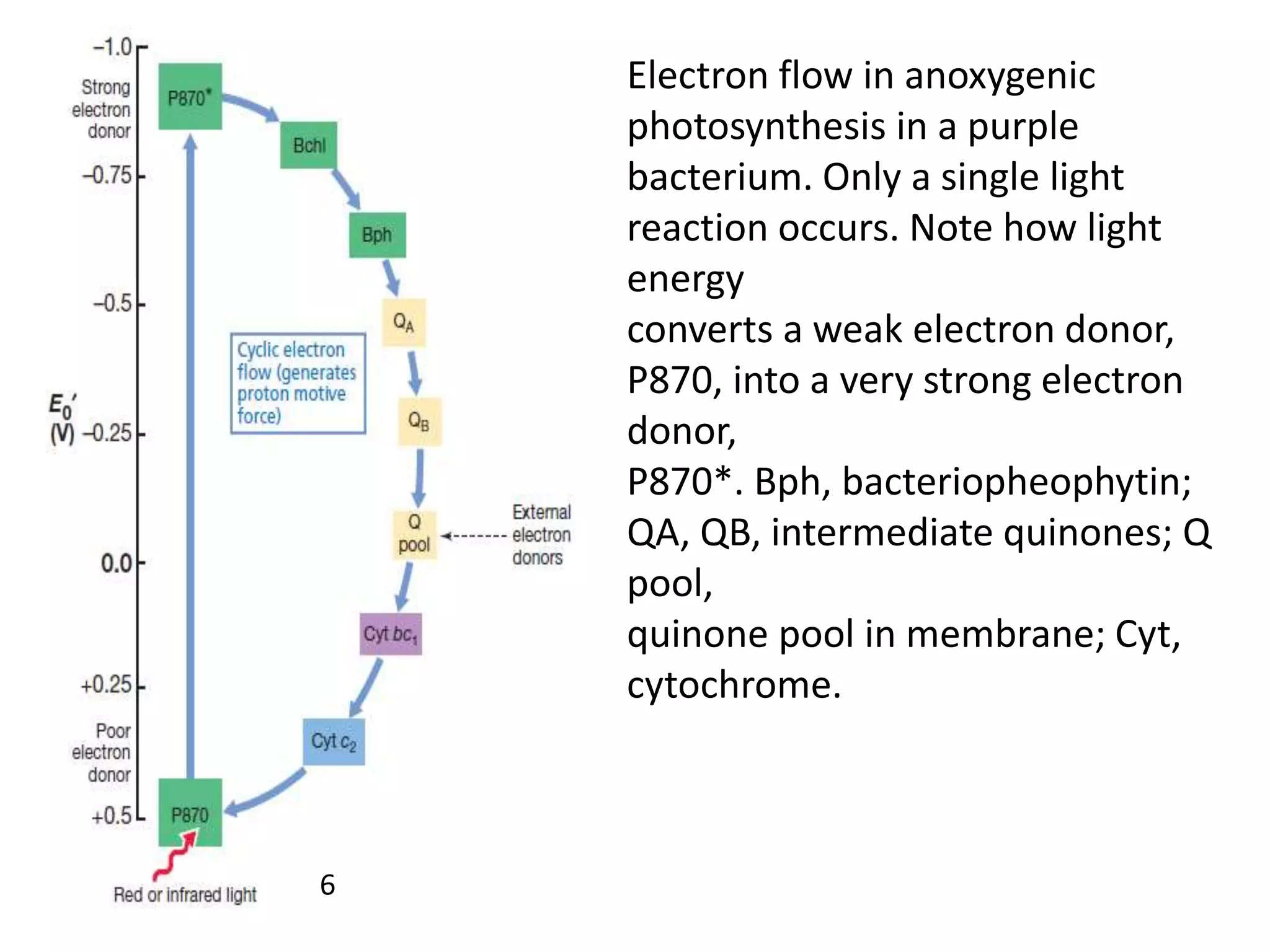 B.Sc Micro II Microbial physiology Unit 1 Bacterial Photosynthesis | PPTX