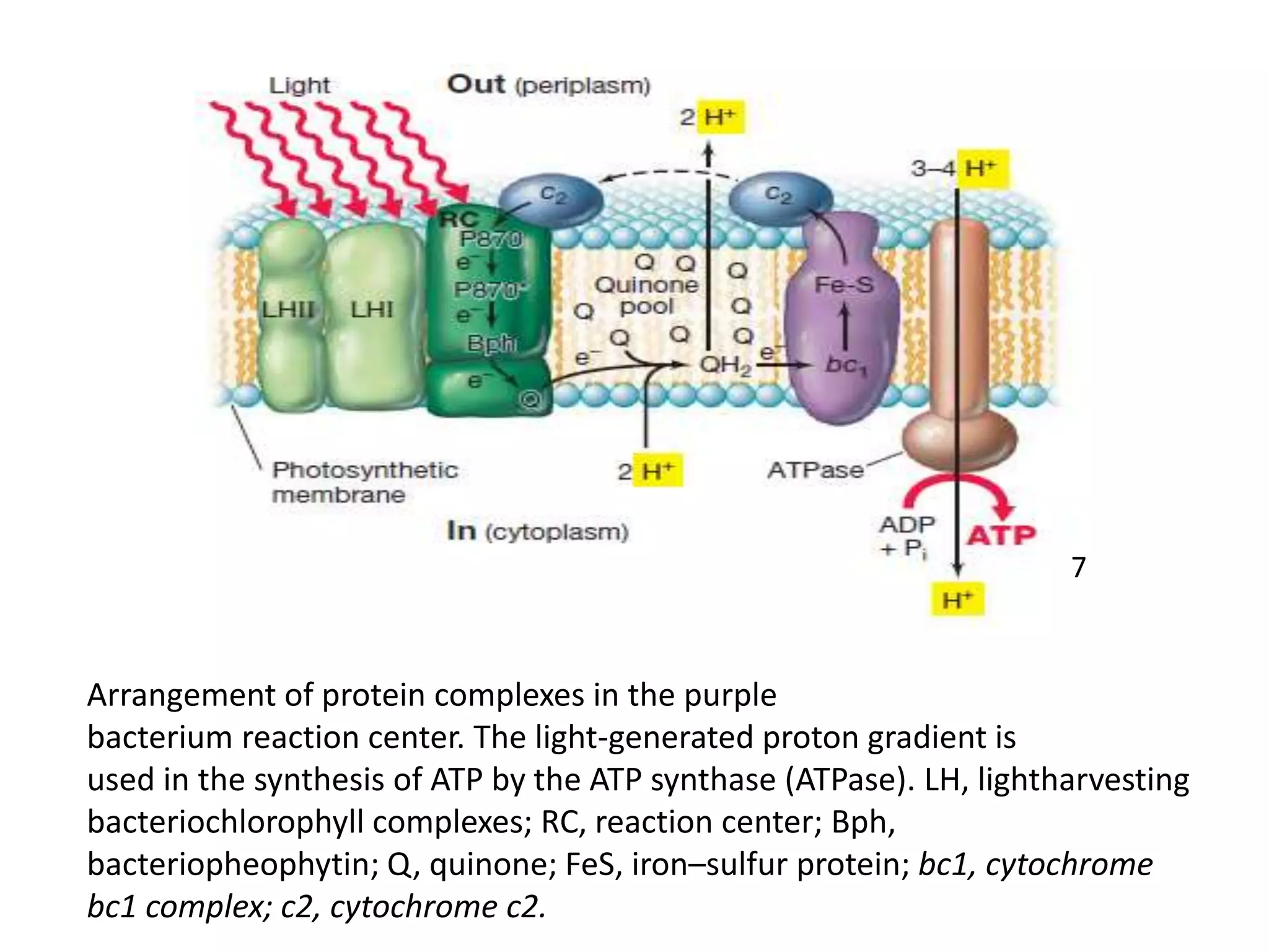 B.Sc Micro II Microbial physiology Unit 1 Bacterial Photosynthesis | PPTX