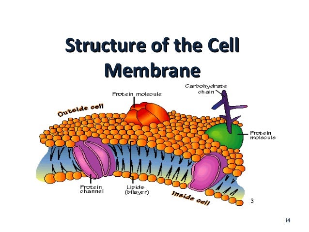 B.Sc Micro II Microbial physiology Unit 3 Bacterial Permeation