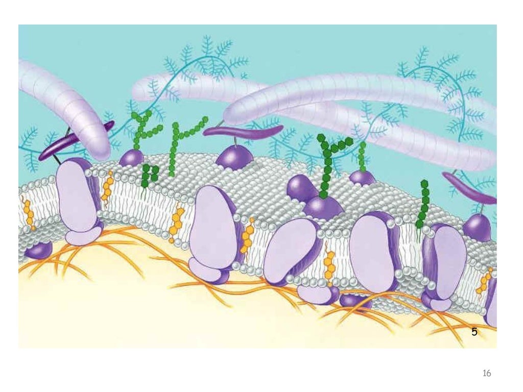 B.Sc Micro II Microbial physiology Unit 3 Bacterial Permeation