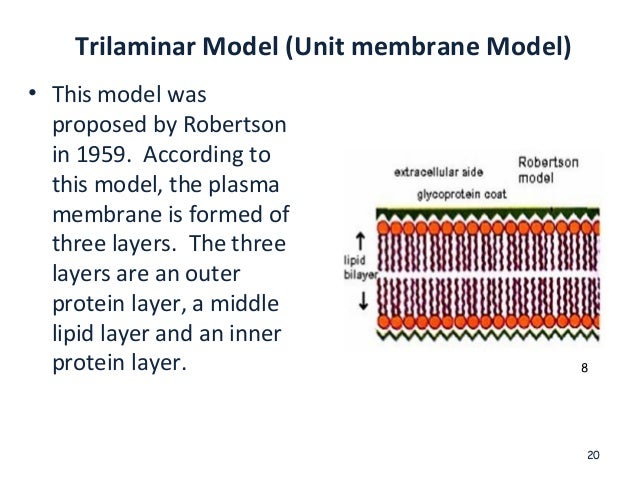 B.Sc Micro II Microbial physiology Unit 3 Bacterial Permeation