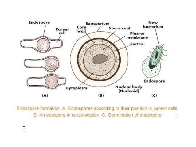 B.Sc Micro II Microbial Physiology Unit 4 Spores