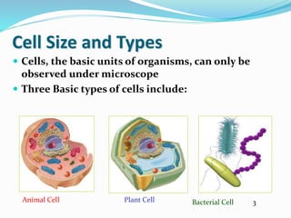 Different Types Of Cells