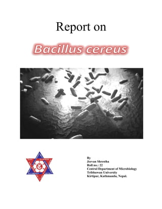 Bacillus cereus | PDF