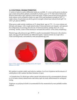 Bacillus cereus | PDF