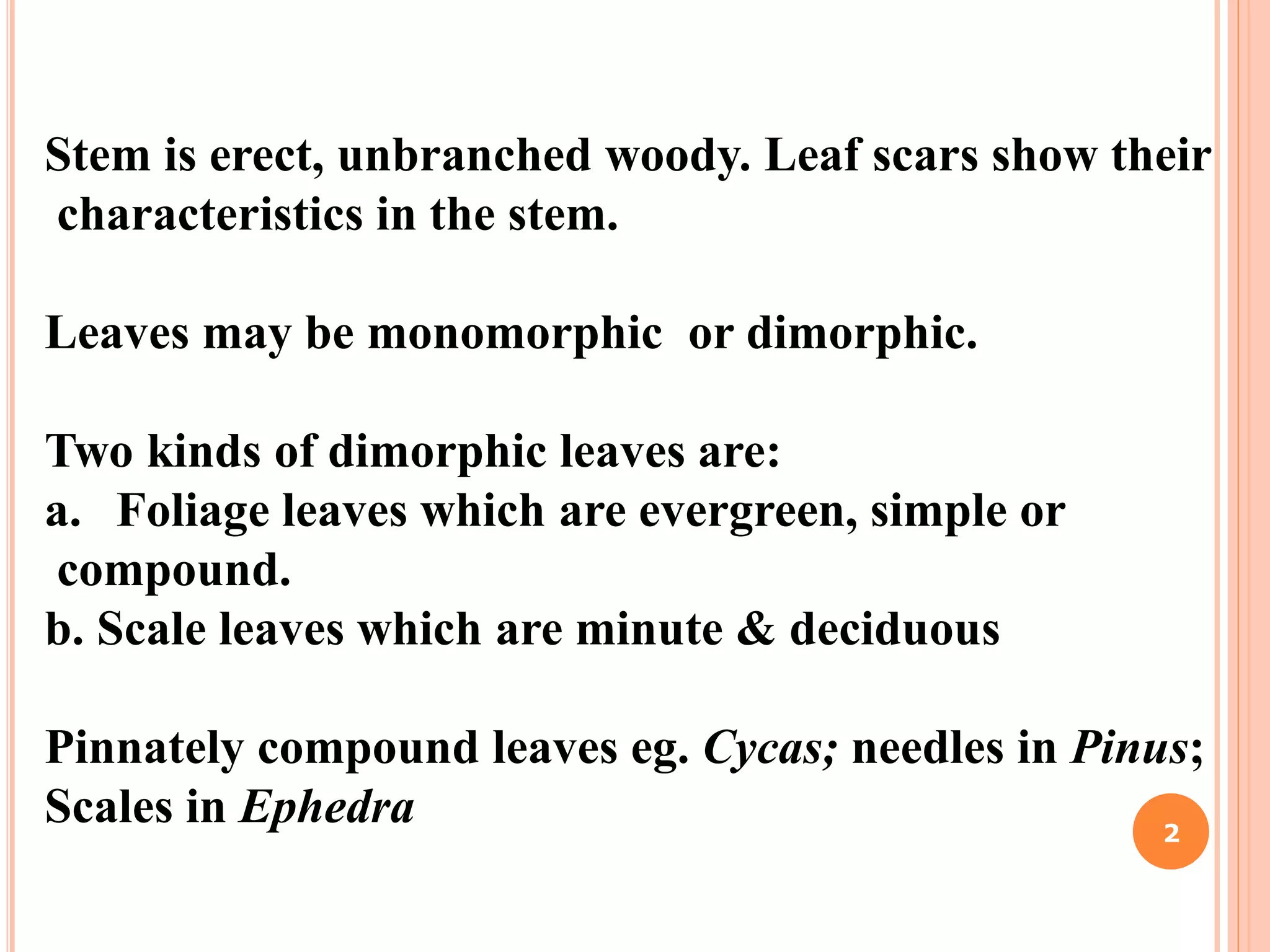 Gymnosperms and their economic importance | PPTX