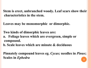 Gymnosperms and their economic importance | PPTX