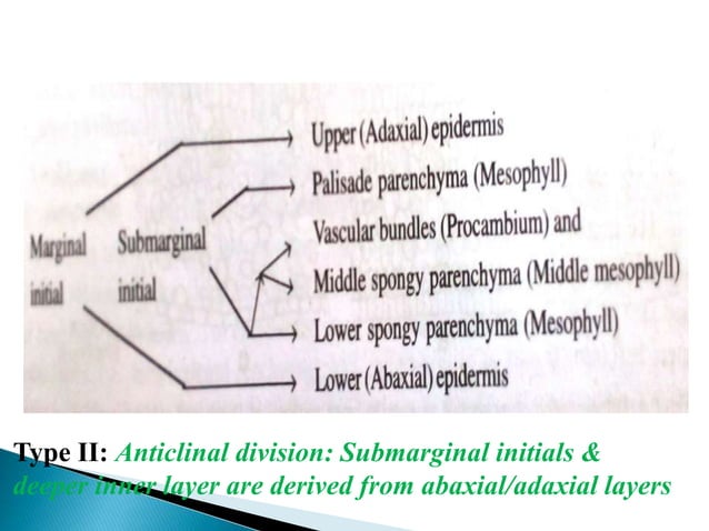 Leaf structure, adaptations, development | PPTX