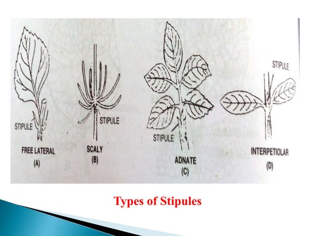 Leaf structure, adaptations, development | PPTX