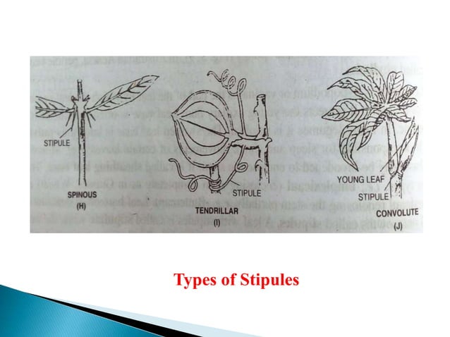 Leaf structure, adaptations, development | PPTX