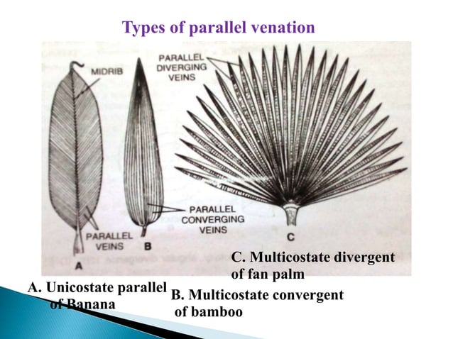 Leaf structure, adaptations, development | PPTX