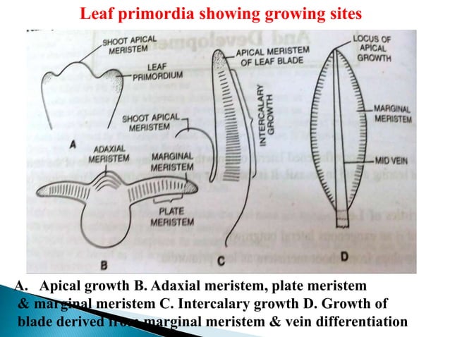 Leaf structure, adaptations, development | PPTX